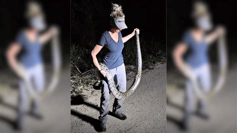 Florida's Python Challenge 2024 Kicks Off in the Everglades - Animals Around The Globe