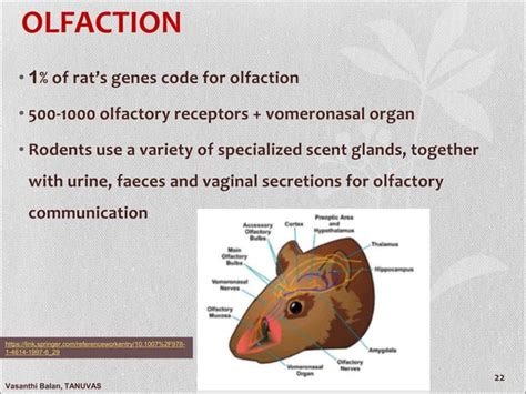 Biology Of Rodents Rats And Mice Pdf