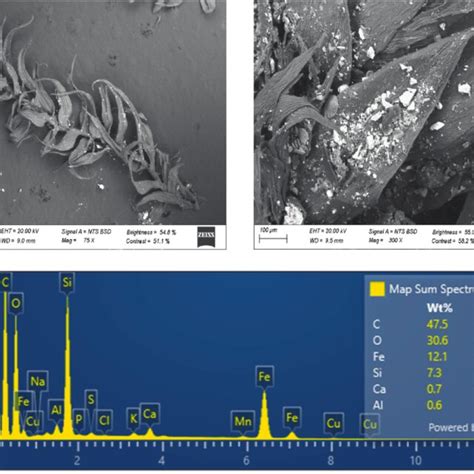 Scanning Electron Microscope Sem Pictures Of Fragments Of The
