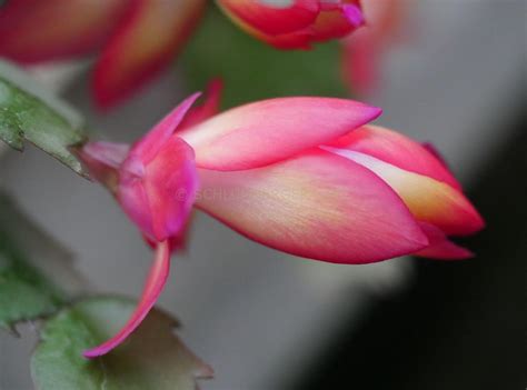 'Samba Brazil' - Schlumbergera and Rhipsalidopsis