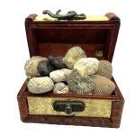 Fossil Chest Gift Set Jurassic Jacks Fossil Shack