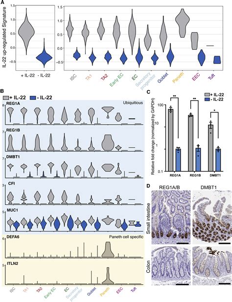 Optimized Human Intestinal Organoid Model Reveals Interleukin Dependency Of Paneth Cell