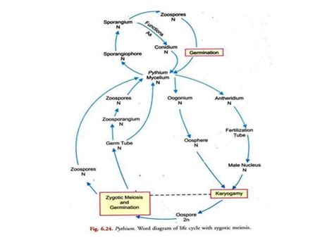 Ppt Presentation For Bsc I Life Cycle Of Pythium 1pdf Ppt Presentation For Bsc I Life Cycle Of Pythium 1pdf