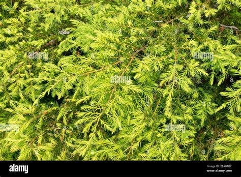 Common Juniper Shrub Juniperus Communis Needles Golden And Yellow Conifer Gold Juniperus