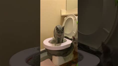 Cat toilet training by Litter Kwitter. Week one. British shorthair toilet training. - YouTube