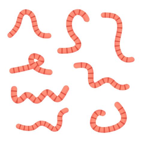26300 Worm Stock Illustrations Royalty Free Vector Graphics And Clip
