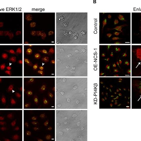 Cellular Localization Of Active And Total Erk1 2 In Antigen Treated