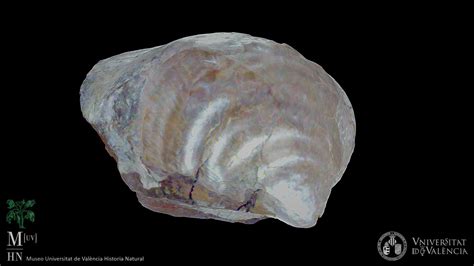 Fossil Bivalve Inoceramus Sp Download Free 3d Model By Museo Uv