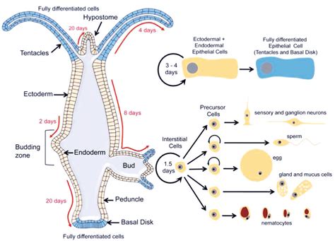 Cell Dynamics In An Adult Hydra Cells Divide In The Body Column And Download Scientific