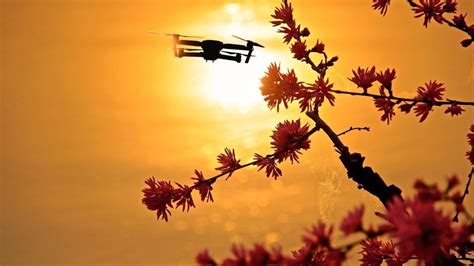 Do Trees Block Drone Signals Skyward Wings