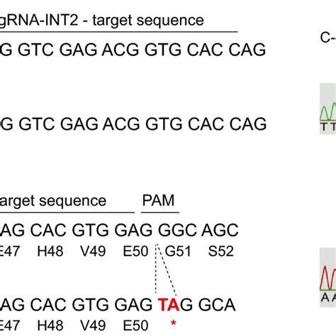 single‐point mutations and insertions of the ade2 gene using the