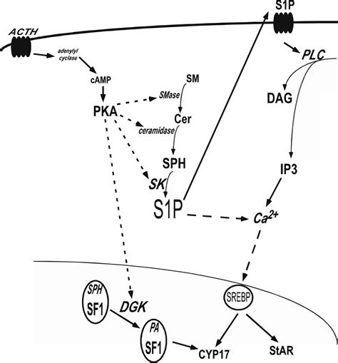 Multiple Roles For Sphingolipids In Steroid Hormone Biosynthesis Abstract Europe PMC