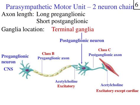 Ppt Autonomic Nervous System Powerpoint Presentation Free Download Id 6524755