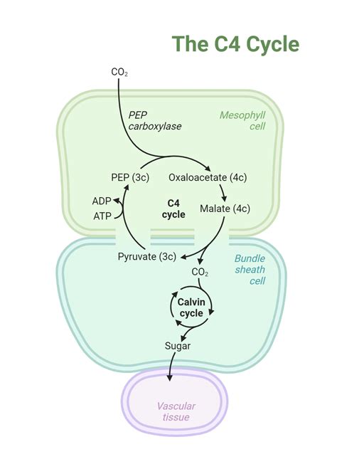 The C4 Cycle Biorender Science Templates