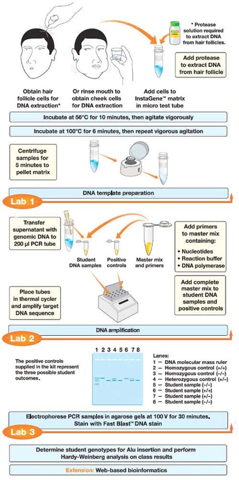 PCR Flow Chart