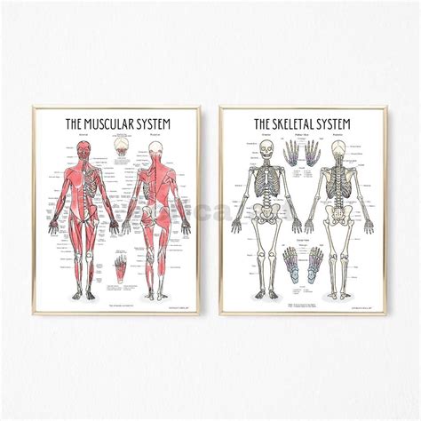 Muscular Skeletal System Poster English Chiropractic Art Anatomy Art