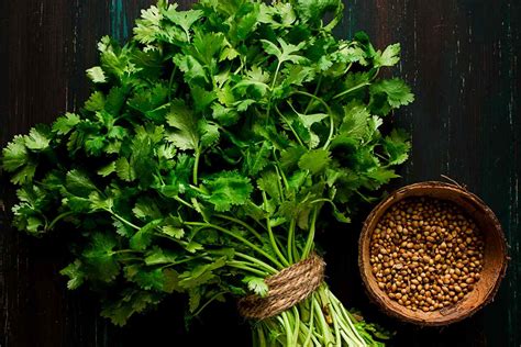 Whats The Difference Between Cilantro And Coriander