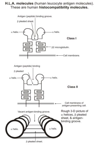 T Lymphocytes Their Subsets And Cytokines Flashcards Quizlet