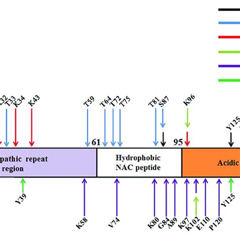 Major Post Translational Modifications PTMs On Various Amino Acids