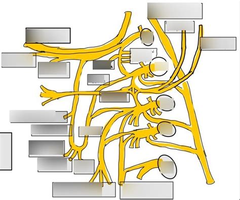 Diagram Of Cervical Plexus Quizlet
