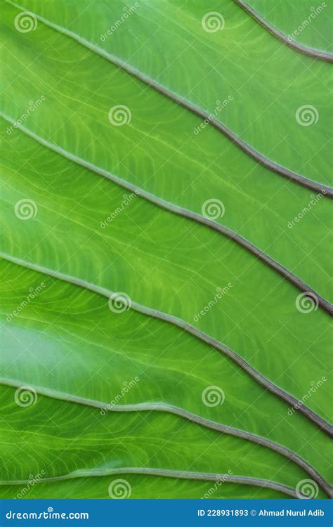 Detail Of Leave Texture Stock Image Image Of Spring 228931893