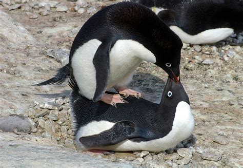 on linkedin penguins trade sex for pebbles