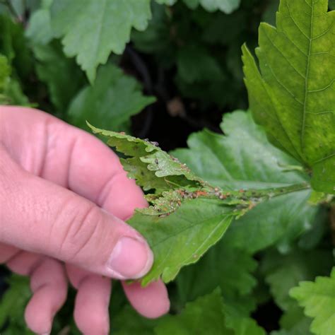 Released 75 Ish Predatory Wasps In The Greenhouse Monday Morning Today