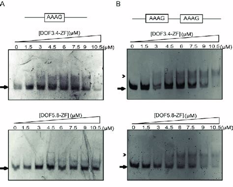 dna binding analysis of dof zfs using gel retardation assays