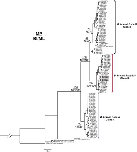 Bayesian Tree Of Botryococcus Braunii Based On The Ssu Rdna Dataset