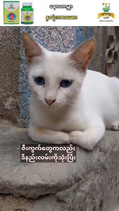 ကြောင်တွေဟာ အမှောင်ထဲမှာ ဘာကြောင့်မြင်နိုင်တာလဲ Youtube