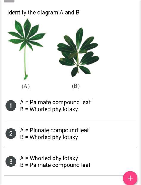 What Shrubs Have Palmate Leaves