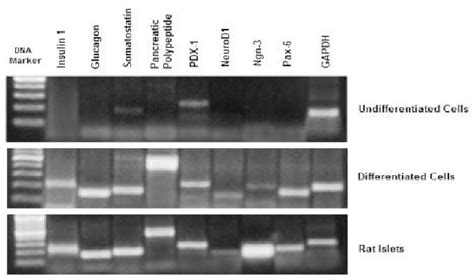 Gene Expression Of Undifferentiated Hscs Islet Like Clusters And Rat