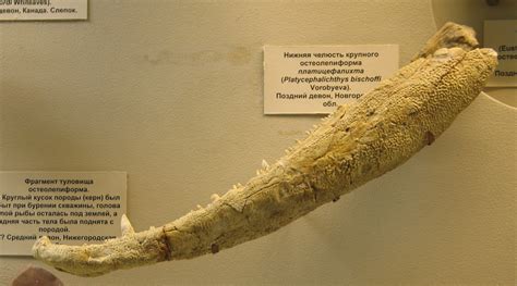 Devonian Period Fish Fossils Fossil Hunting Trips The Fossil Forum