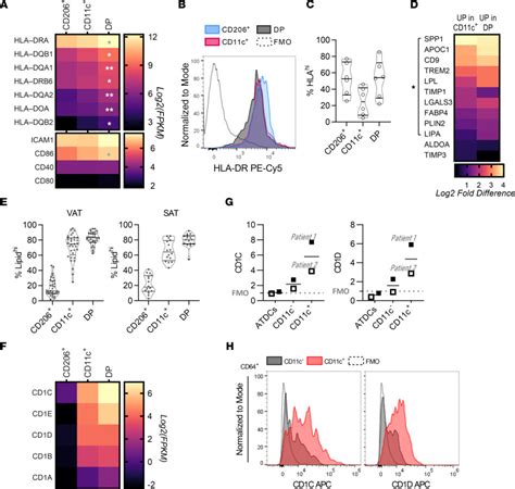 Human Cd206 Macrophages Associate With Diabetes And Adipose Tissue Lymphoid Clusters Pmc