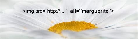 The Alt Attribute Is Important For Seo And Accessibility
