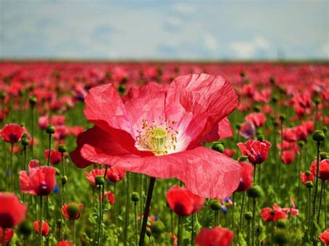 ทุ่งดอกฝิ่นสีแดง รูปภาพดอกไม้สวยๆ