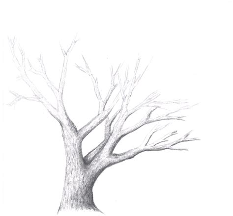 Tree Trunk Drawing At PaintingValley Com Explore Collection Of Tree Trunk Drawing