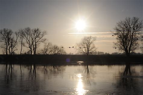 화창한 오후에 강을 날아다니는 야생 거위 새들의 무리와 물에 반사되는 나무들 0명에 대한 스톡 사진 및 기타 이미지 0명 가을 갈대속 벼과 Istock