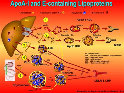 Thomas Dayspring On Twitter Plasma Hdls Are Complex Macromolecular Structures Apoe And A I Are