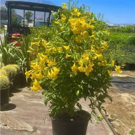 Tecoma Stans How To Grow And Care For Yellow Bells