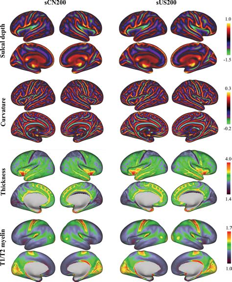 Chinese Scn200 And Caucasian Sus200 Cortical Surface Feature Download Scientific Diagram