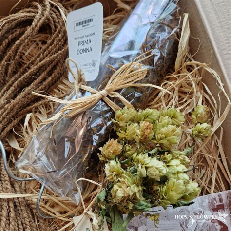 Bare Root And Rhizomes Grow Hops Essentially Hops