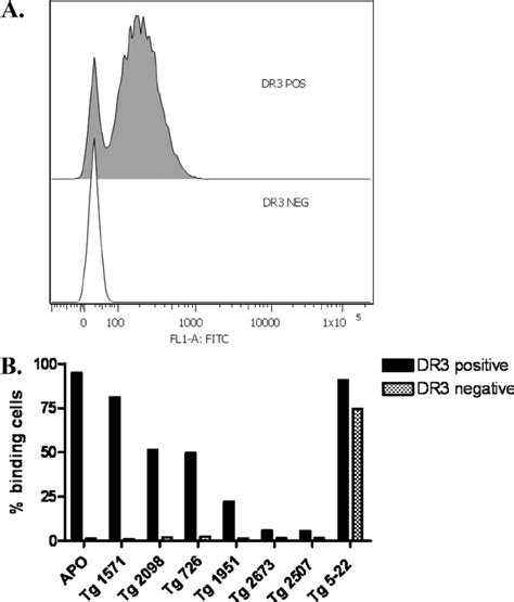 Peptide Binding Using Hla Dr3 Expressing Cell Line A Hla Dr