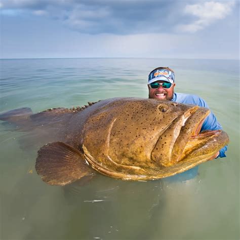 Goliath Grouper Catching The Magnificent