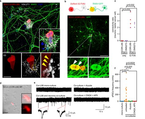 Sclc Cells Form Functional Synapses A Co Culture Of Neurons Download Scientific Diagram