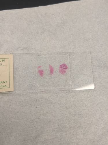 Biol 211 Lab Microscope Tissue Slides Flashcards Quizlet