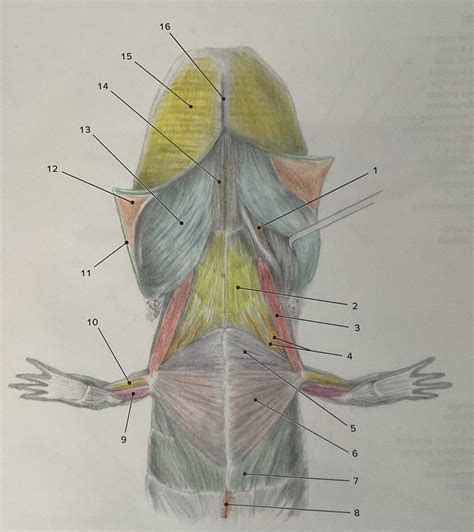 Musculature System Of Necturus Page 311 Diagram Quizlet