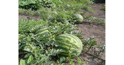 Пръскат ли се дини и пъпеши Български Фермер