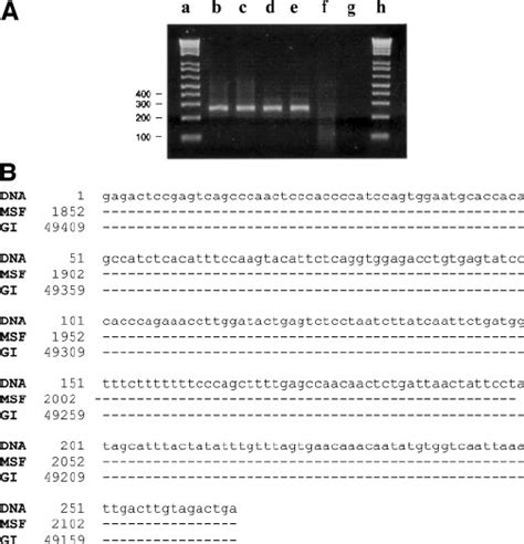 Contiguity Of Fibronectin Exon Iii 1a And The Cloned Msf Unique 3 Ј Download Scientific Diagram