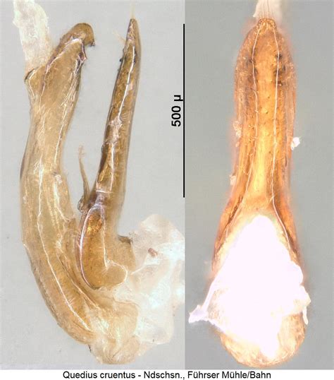 Microsaurus Bestimmungstabelle